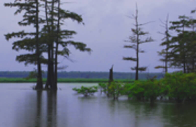 St. Catherine Creek National Wildlife Refuge – Visit Natchez